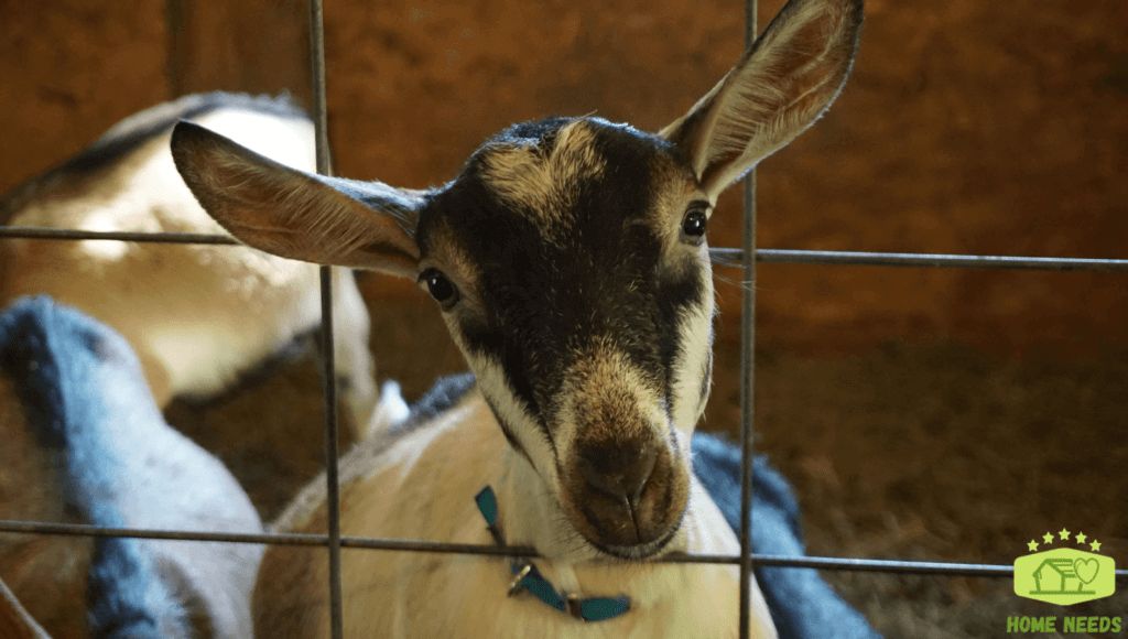 Modern Best Affordable Goat Fence Ideas for Your Backyard