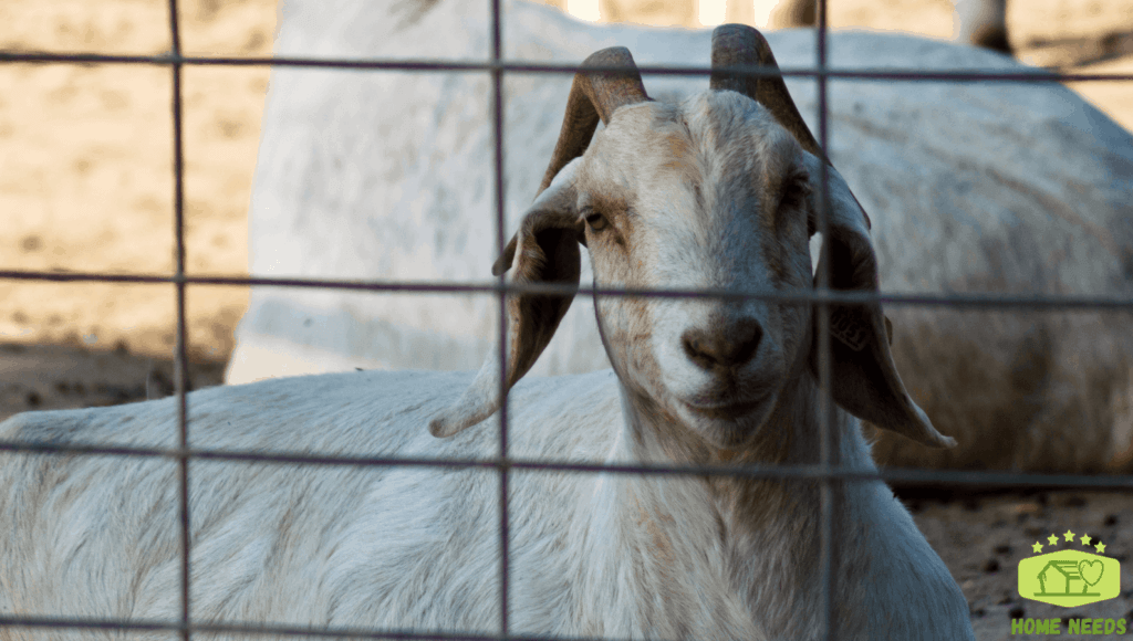 Modern Best Affordable Goat Fence Ideas for Your Backyard