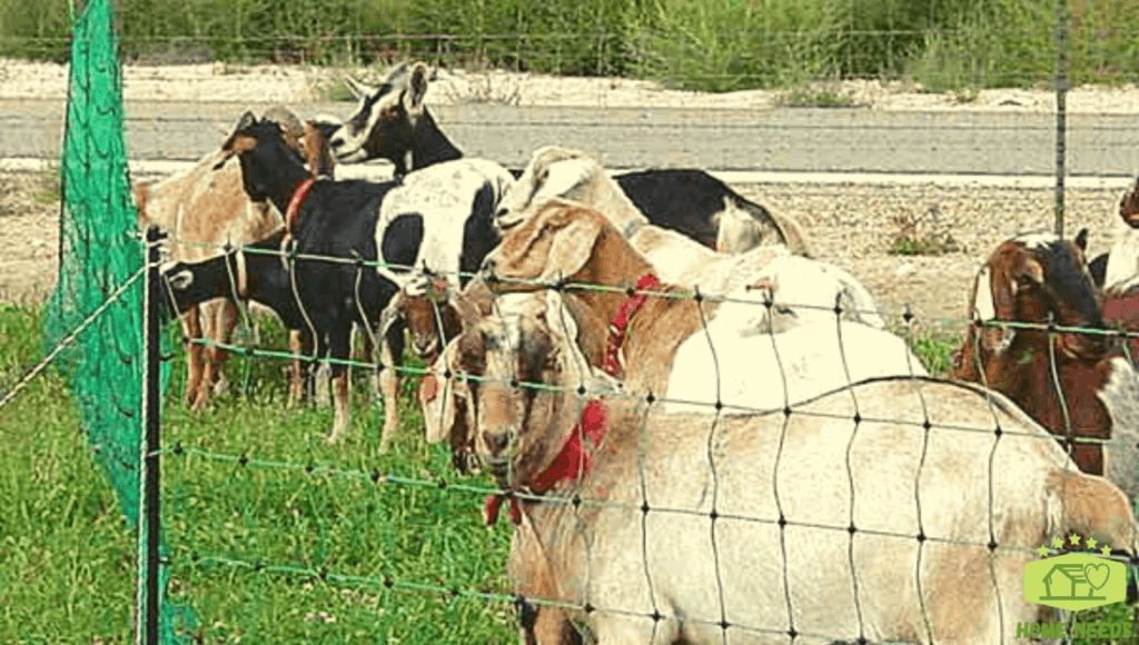 Modern Best Affordable Goat Fence Ideas for Your Backyard