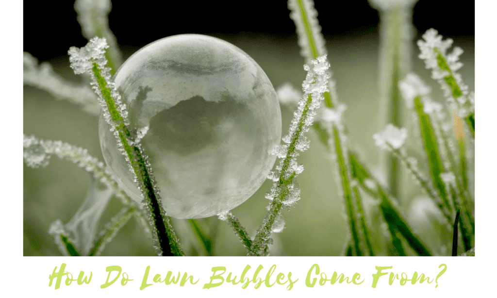 Lawn Bubbles Under Grass: Reasons You Should Know